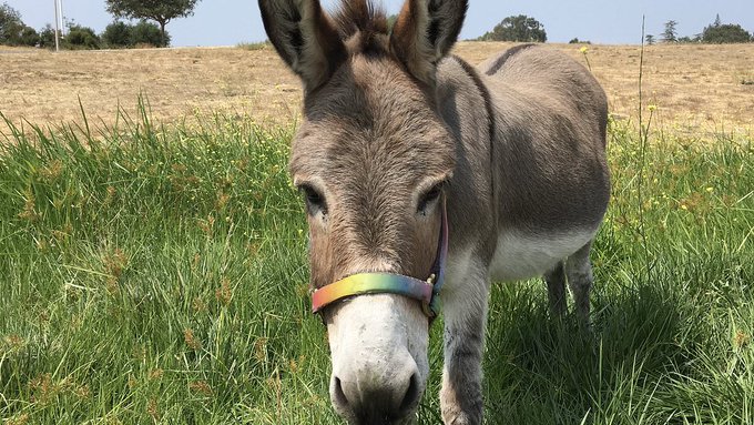 “Yo te veo igual de burro”: Asno que inspiró al personaje de Shrek ...